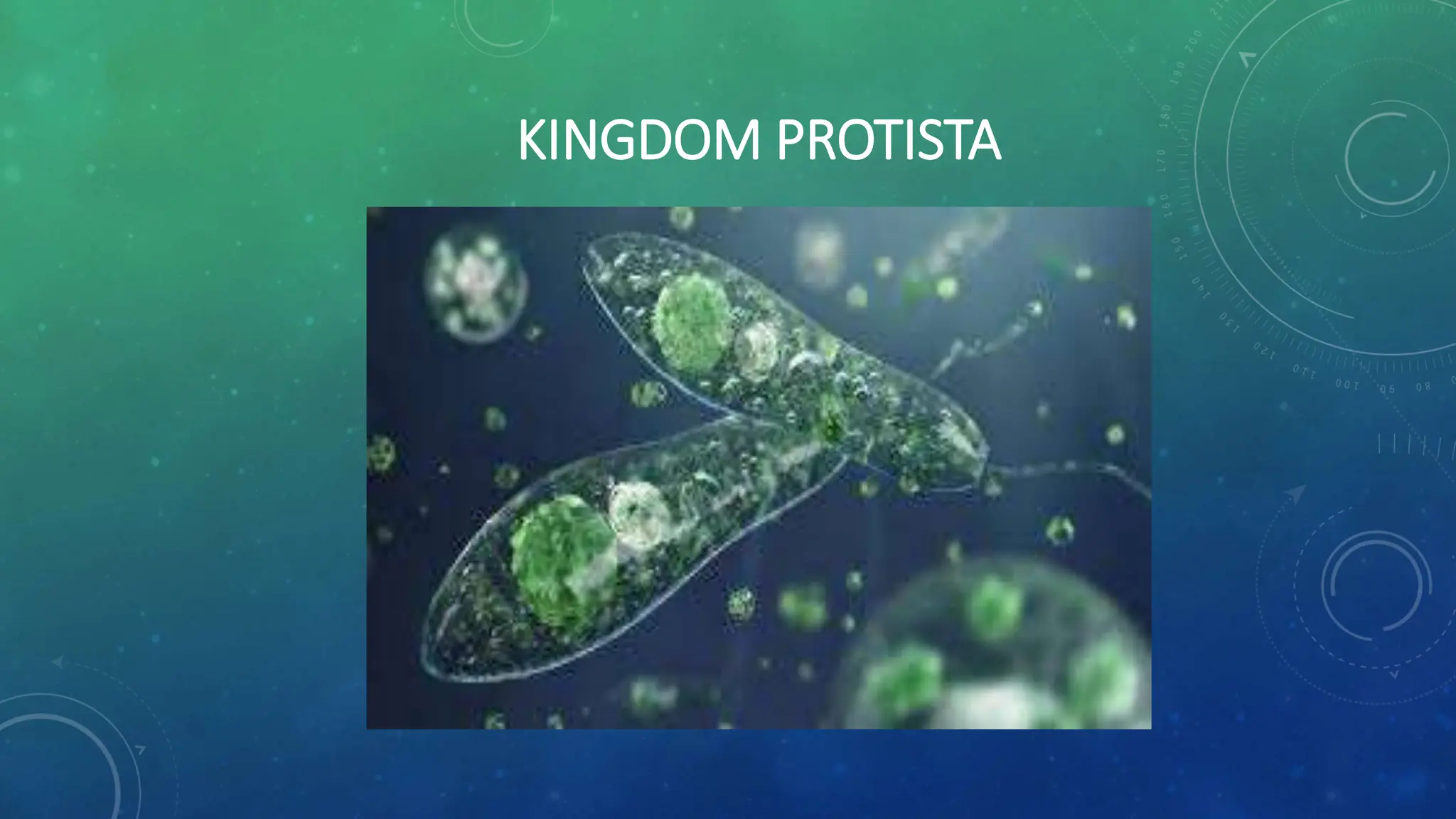 Protista .pptx doc 444444444444444444444 | PPTX