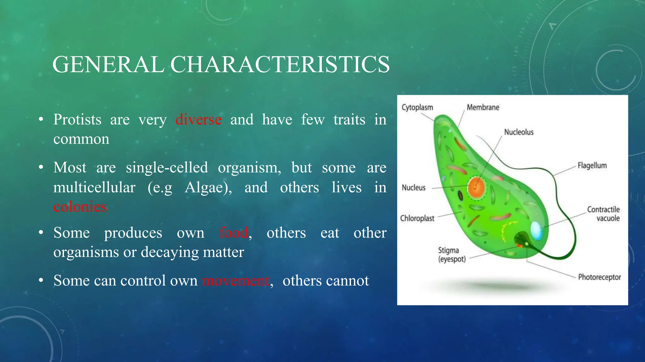 Protista .pptx doc 444444444444444444444 | PPTX