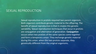Protista .pptx doc 444444444444444444444 | PPTX