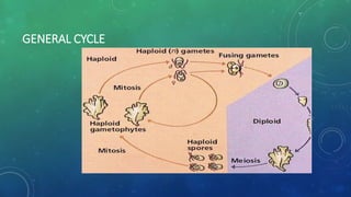 Protista .pptx doc 444444444444444444444 | PPTX