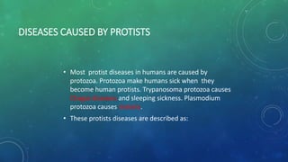 Protista .pptx doc 444444444444444444444 | PPTX