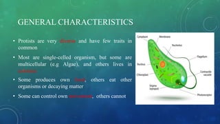 Protista .pptx doc 444444444444444444444 | PPTX