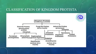 Protista .pptx doc 444444444444444444444 | PPTX