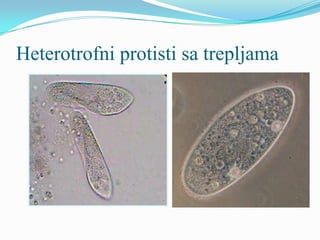 Protista goca | PPTX
