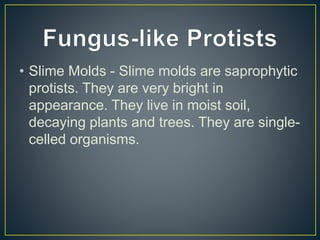 Kingdom Protista | PPTX