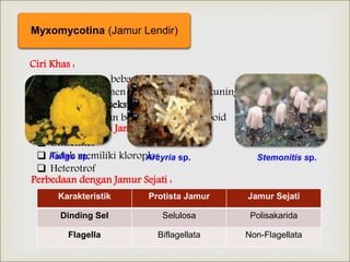 Kingdom Protista | PPT