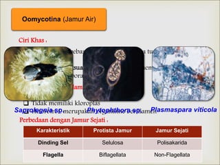 Kingdom Protista | PPT