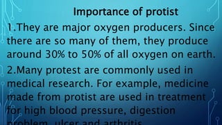 Protista jhobert | PPT