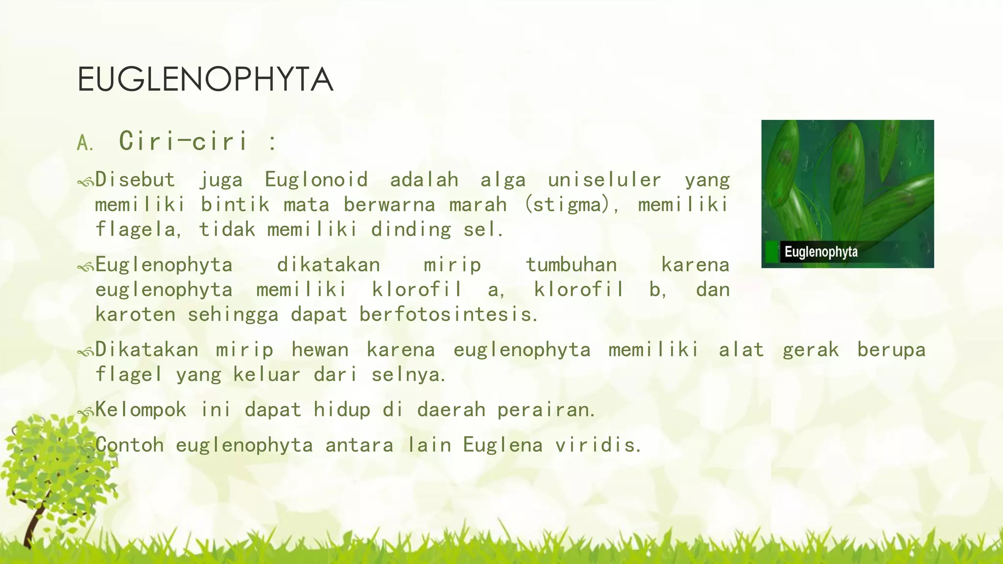 Protista mirip | PDF