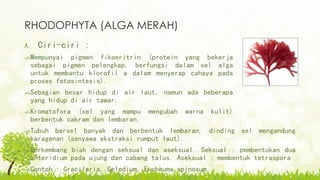 Protista mirip | PDF