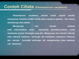 Protista mirip hewan | PPTX