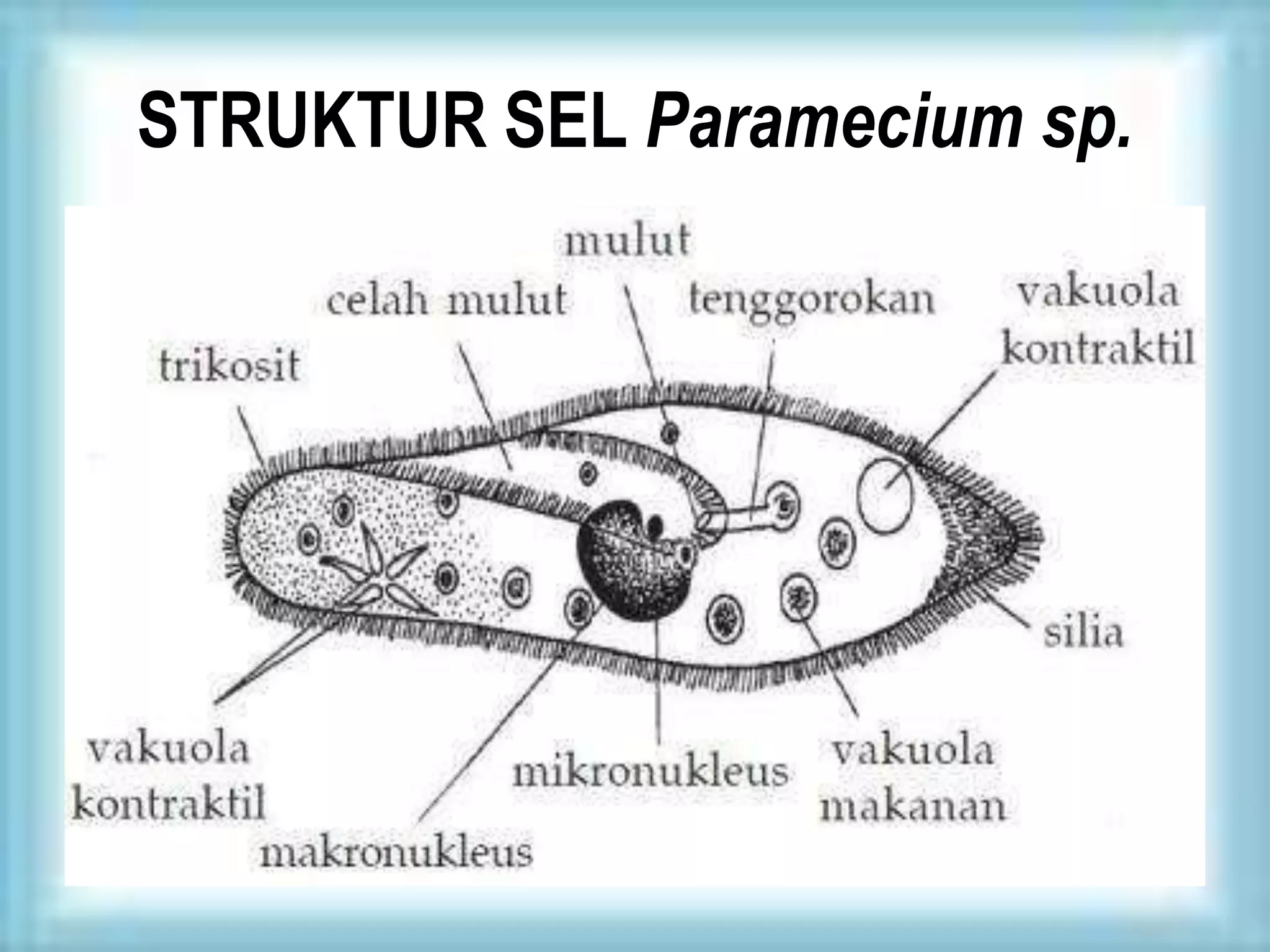 Protista Mirip Hewan dan Mirip Jamur | PPTX