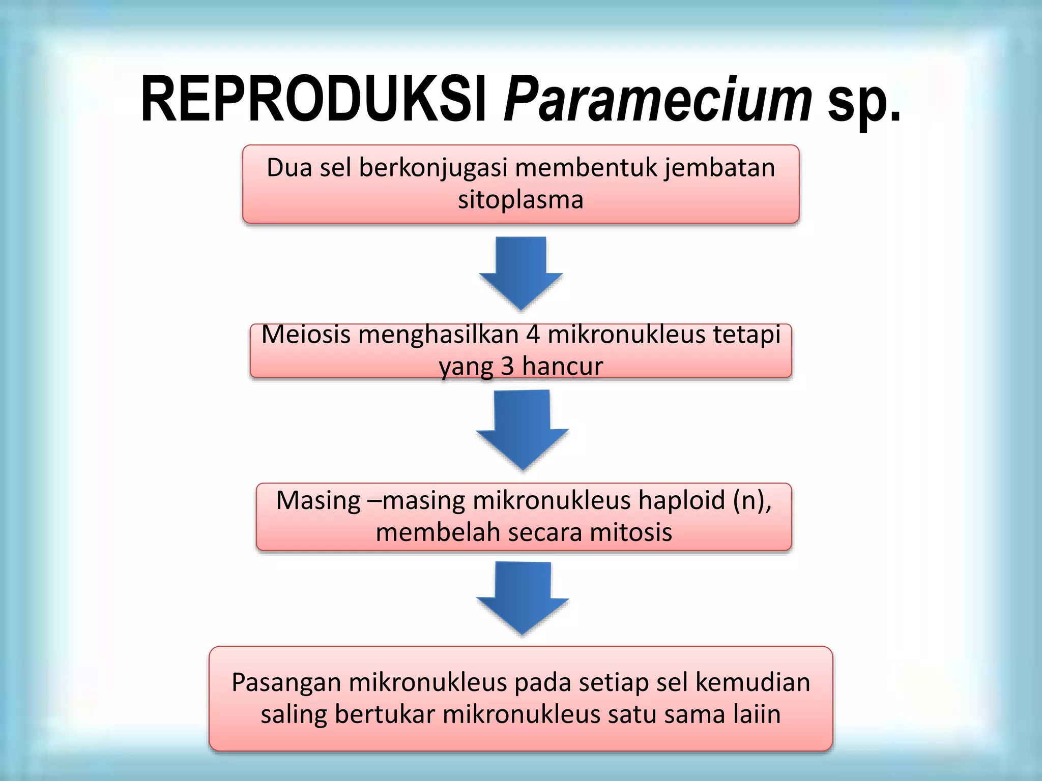 Protista Mirip Hewan dan Mirip Jamur | PPTX