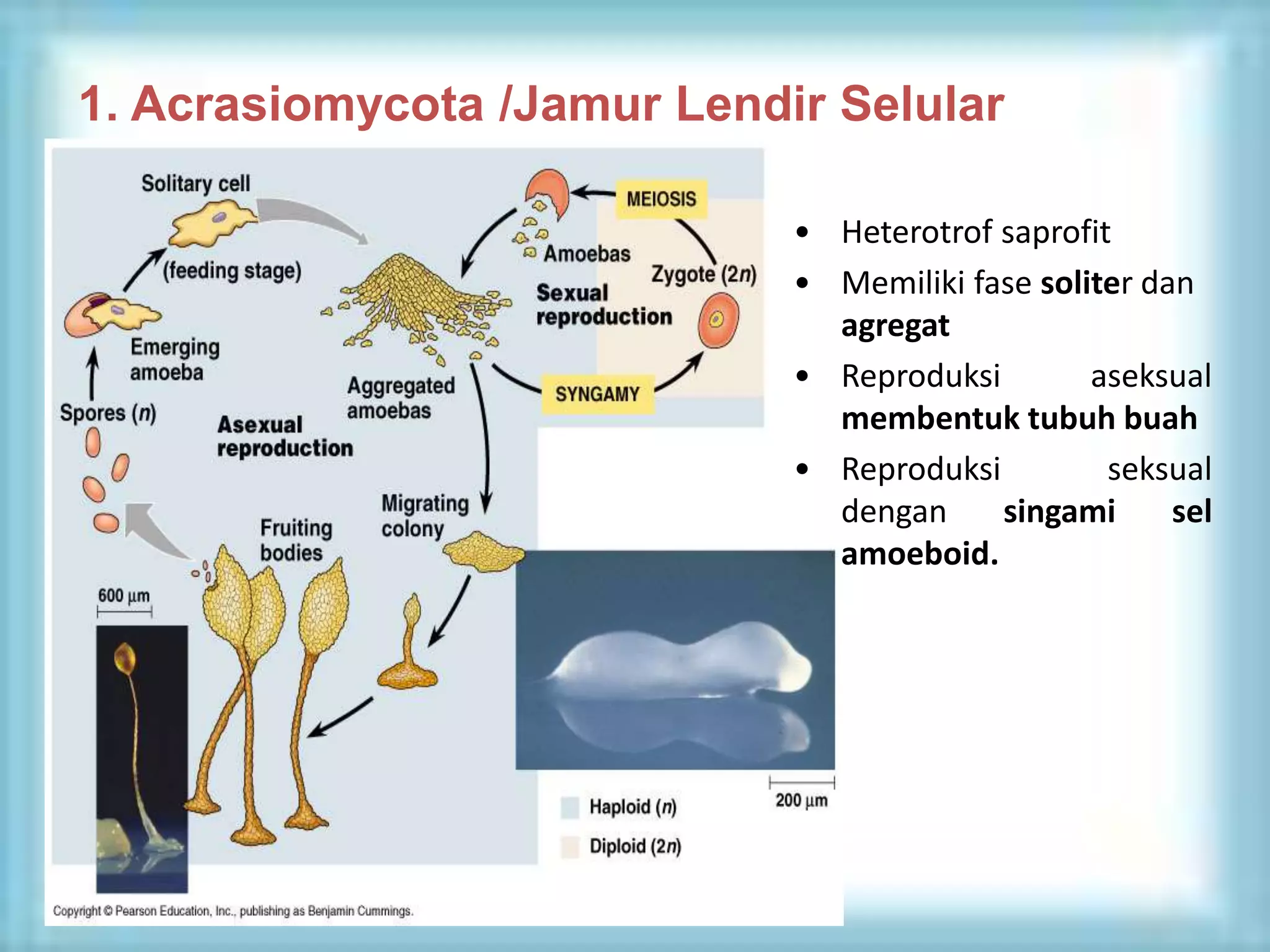 Protista Mirip Hewan dan Mirip Jamur | PPTX