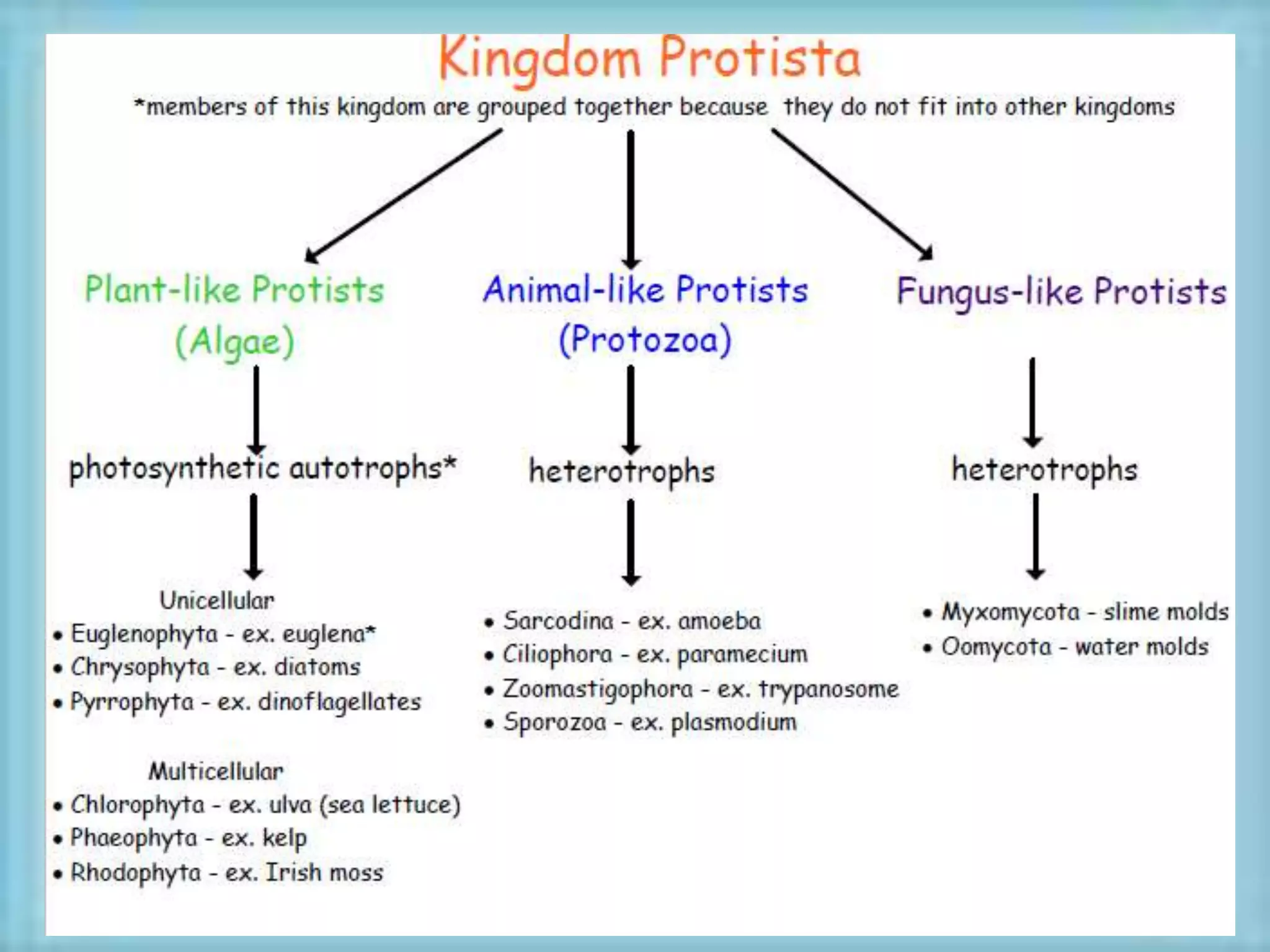 Protista Mirip Hewan dan Mirip Jamur | PPTX