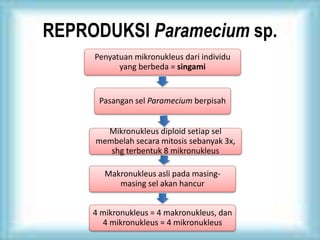 Protista Mirip Hewan dan Mirip Jamur | PPTX