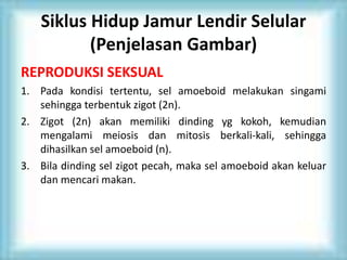 Protista Mirip Hewan dan Mirip Jamur | PPTX