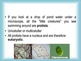 Protista Mirip Hewan dan Mirip Jamur | PPT