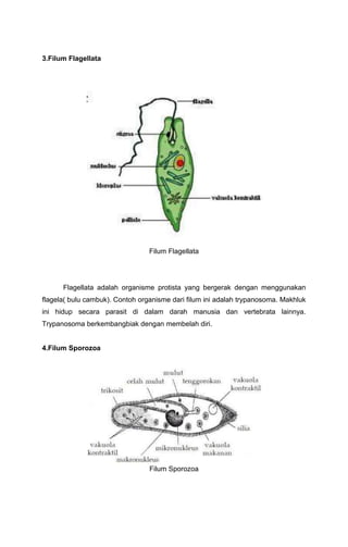 Protista mirip hewan, jamur dan tumbuhan | PDF