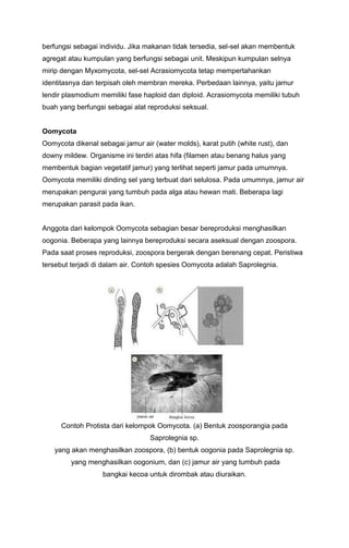 Protista mirip hewan, jamur dan tumbuhan | DOCX