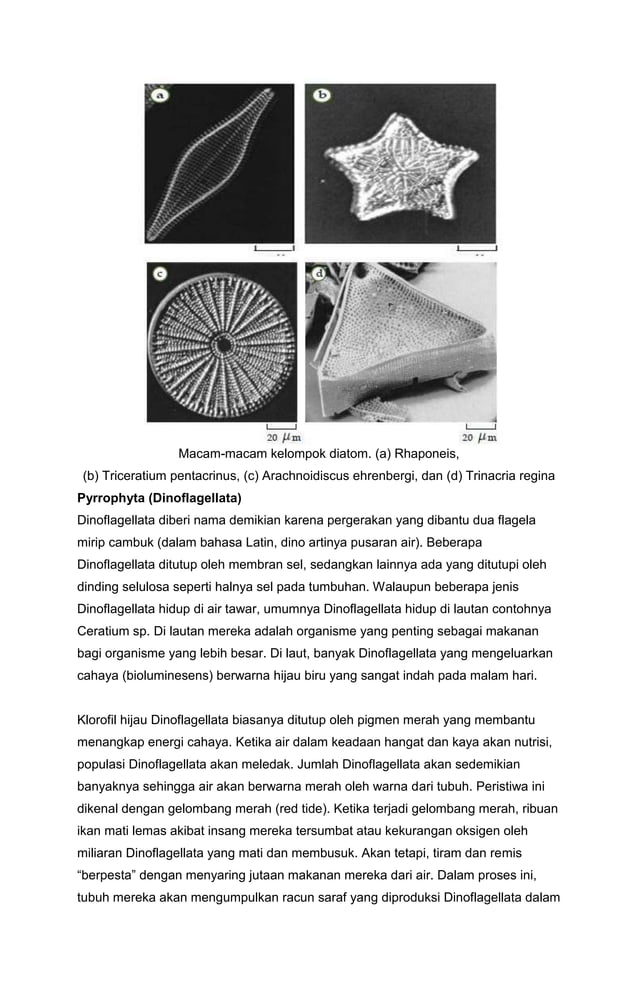 Protista mirip hewan, jamur dan tumbuhan | PDF