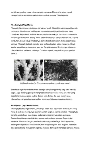 Protista mirip hewan, jamur dan tumbuhan | PDF