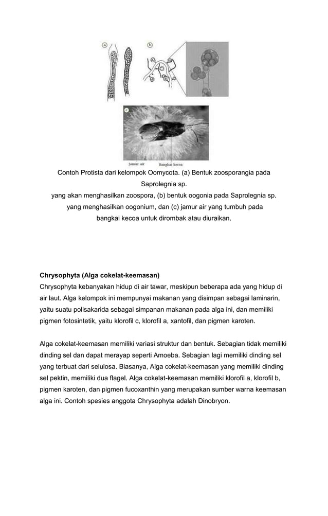 Protista mirip hewan, jamur dan tumbuhan 2 | PDF