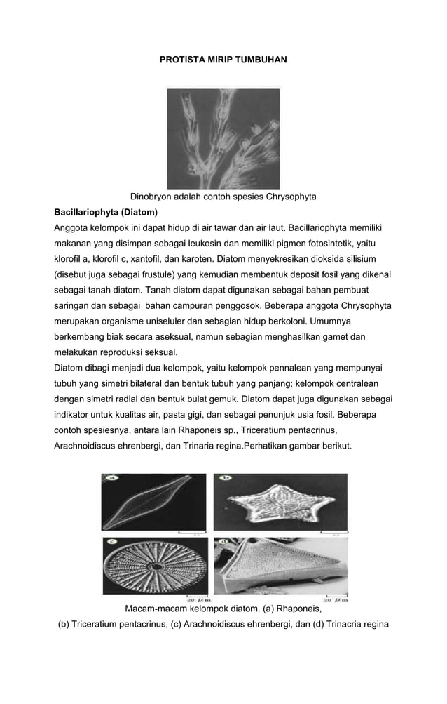 Protista mirip hewan, jamur dan tumbuhan 2 | DOCX
