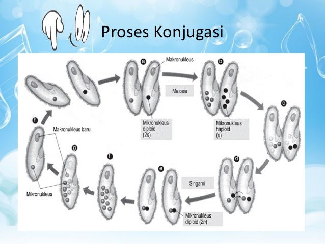 Protista Mirip Hewan (Protozoa) X-1