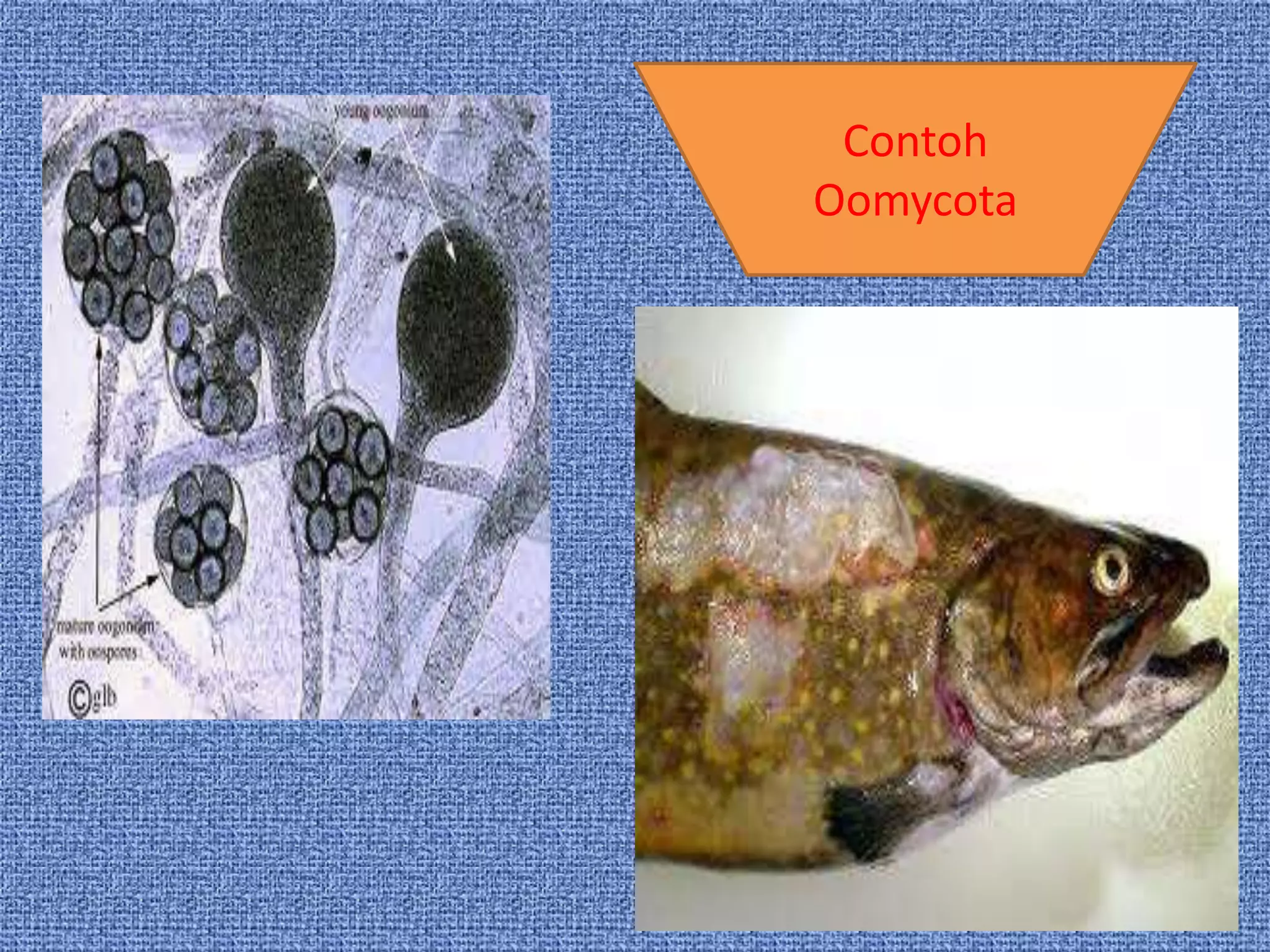 Protista mirip jamur (by Josafat Anhar dan team) | PPT