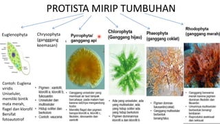 PROTISTA MIRIP TUMBUHAN.pptx