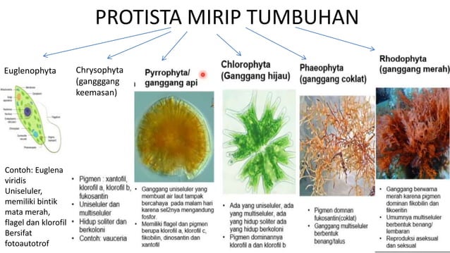 PROTISTA MIRIP TUMBUHAN.pptx