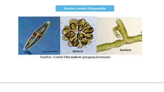 PROTISTA MIRIP TUMBUHAN.pptx