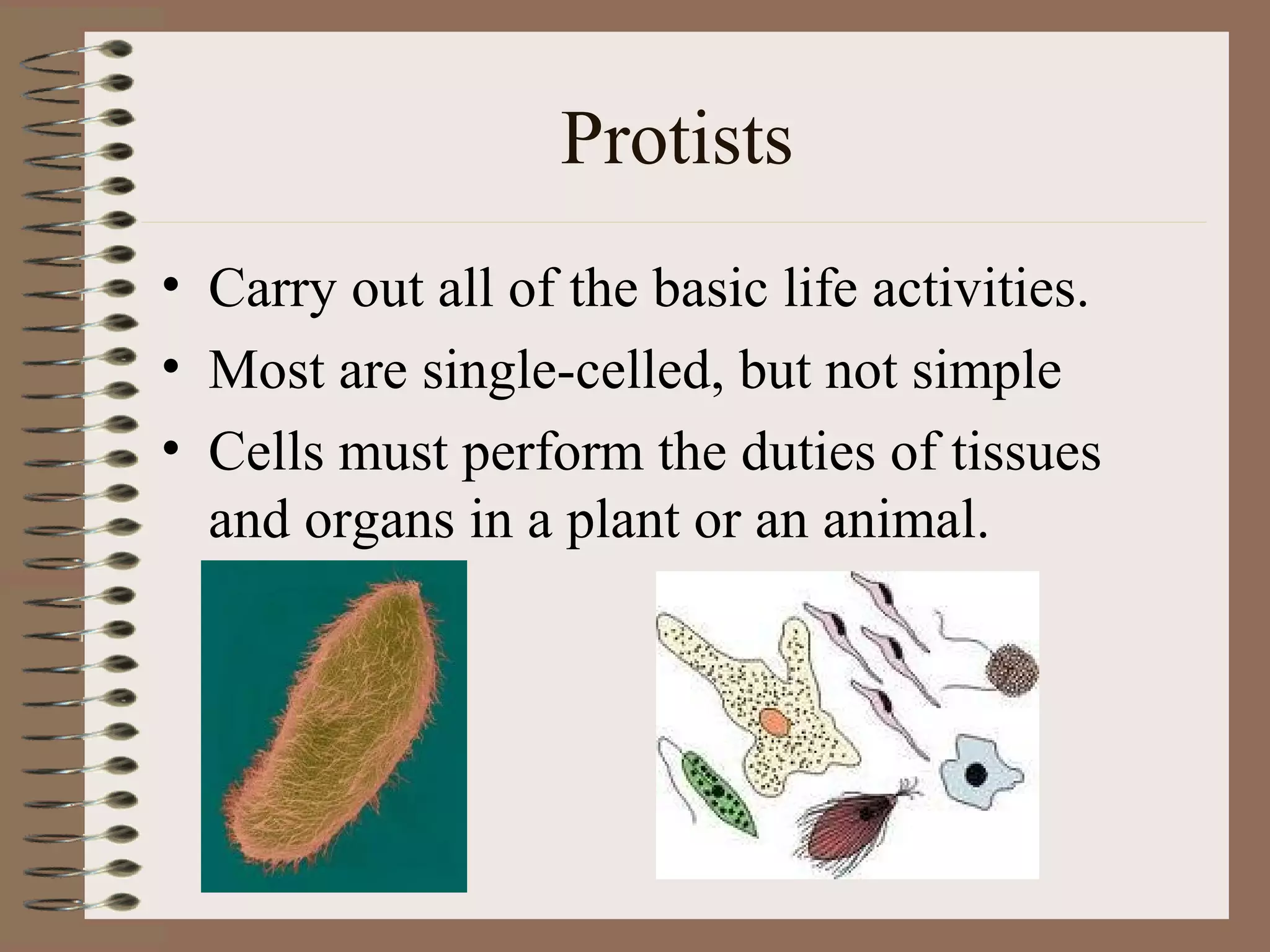 Protist and bacteria presentation | PPT