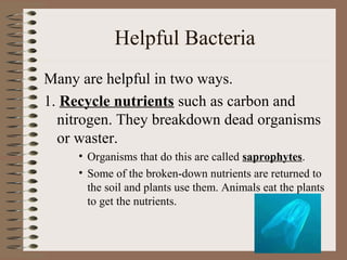 Protist and bacteria presentation | PPT