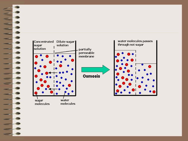 Protist And Bacteria Presentation 