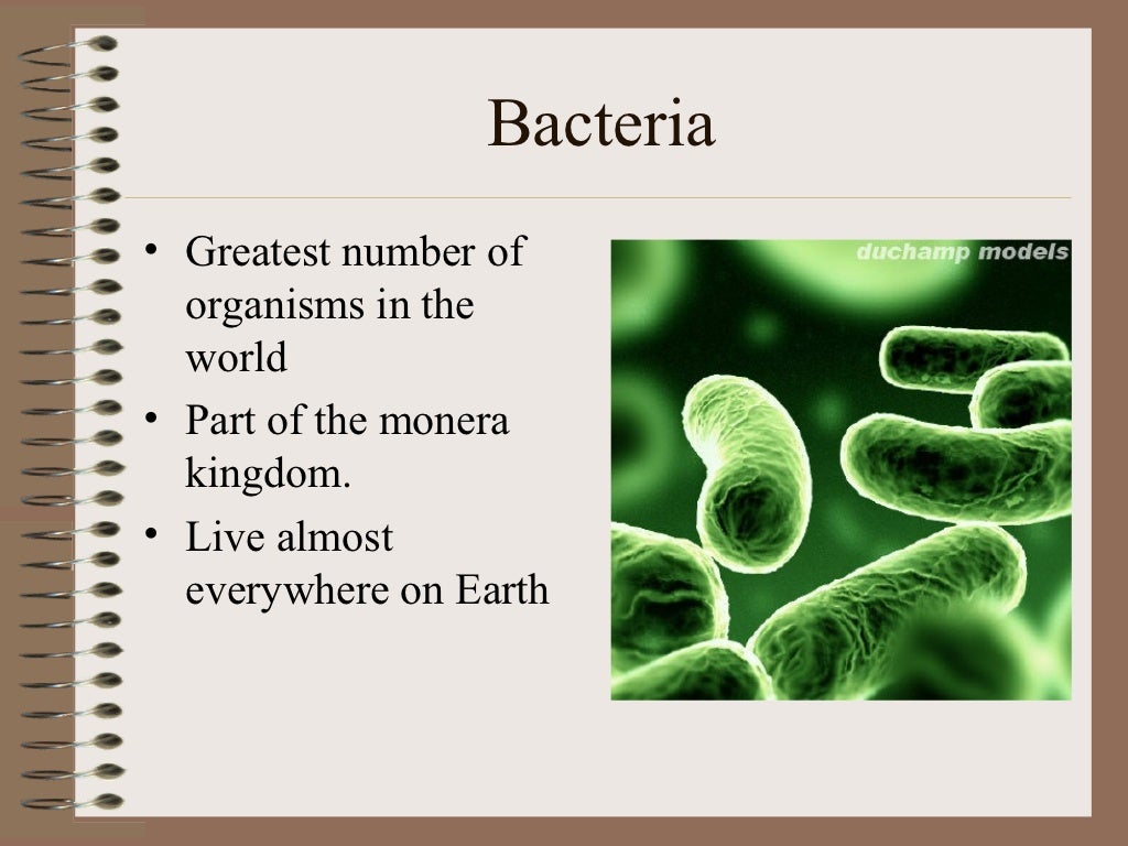 Protist And Bacteria Presentation 