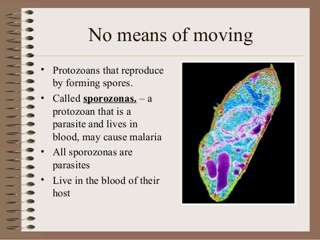 Protist And Bacteria Presentation 