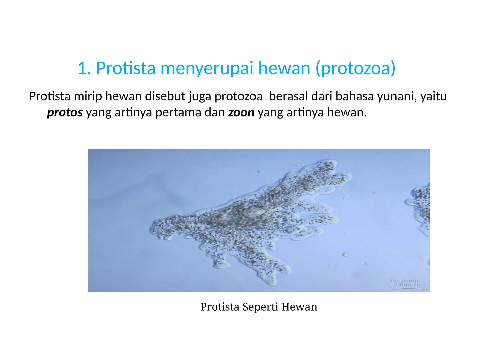 protista new. ppt ganggang alga. new pptx | PPTX
