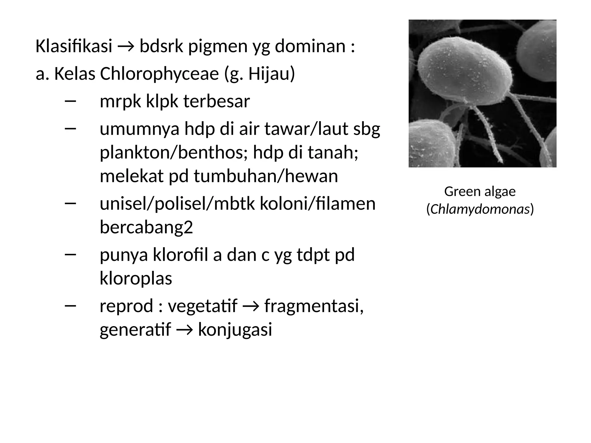 protista new. ppt ganggang alga. new pptx | PPTX