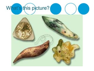 Protist animal like | PPTX