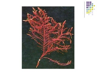 Protista part 2 algae | PPT