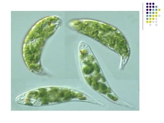 Protista part 2 algae | PPT