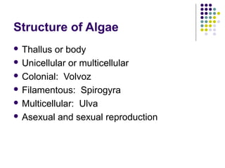 Protista part 2 algae | PPT