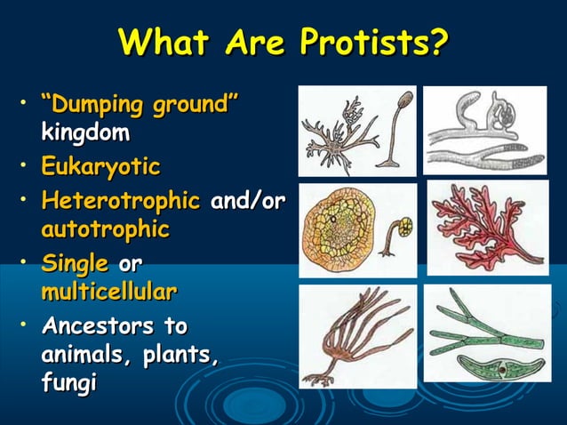 Protista pcc revised | PPT