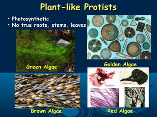 Plant Like Protists Algae