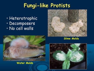 Fungus Like Protists Examples