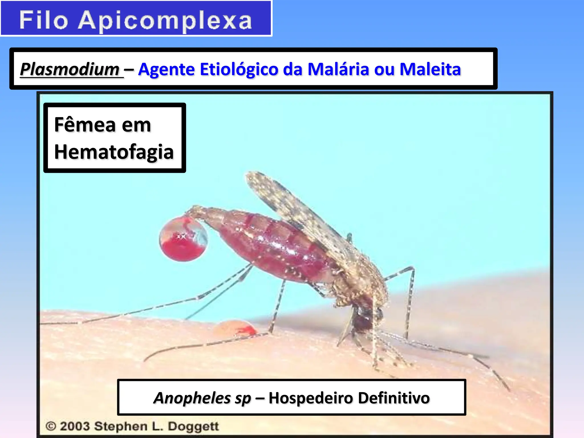 Protista Plasmodium Ciclo de Vida do Plasmodium | PPT