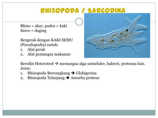 Protista Protozoa | PPT