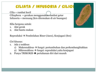 Protista Protozoa | PPT